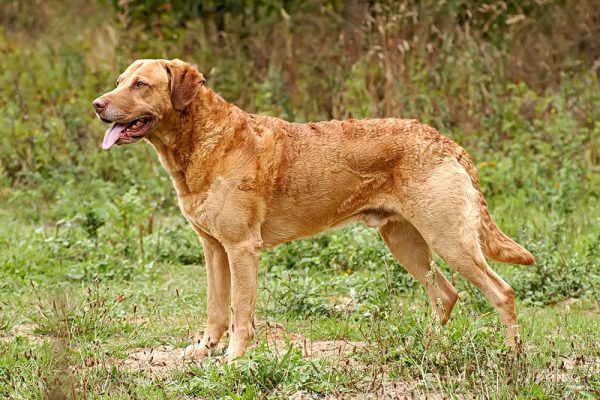 20 Brown Dog Breeds: Big, Small & Fluffy (With Info & Pictures) – Dogster