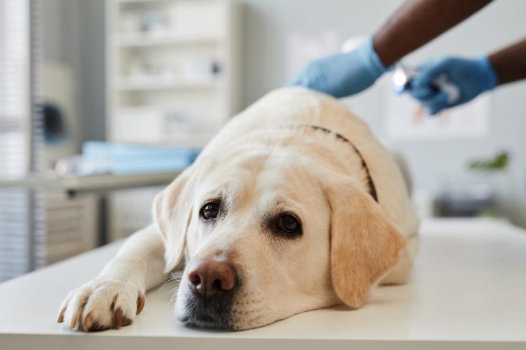 Abnormal Dog Behavior: 7 Vet-Reviewed Causes & Solutions – Dogster