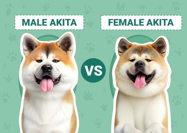 Male vs Female Akita: The Differences (With Pictures) – Dogster