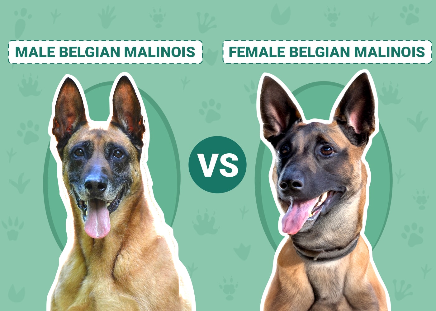 Male vs Female Belgian Malinois: What’s the Difference? (With Pictures ...