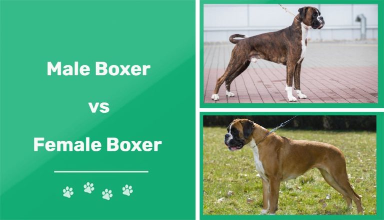 Male vs Female Boxer Dog: What’s the Difference (With Pictures) – Dogster