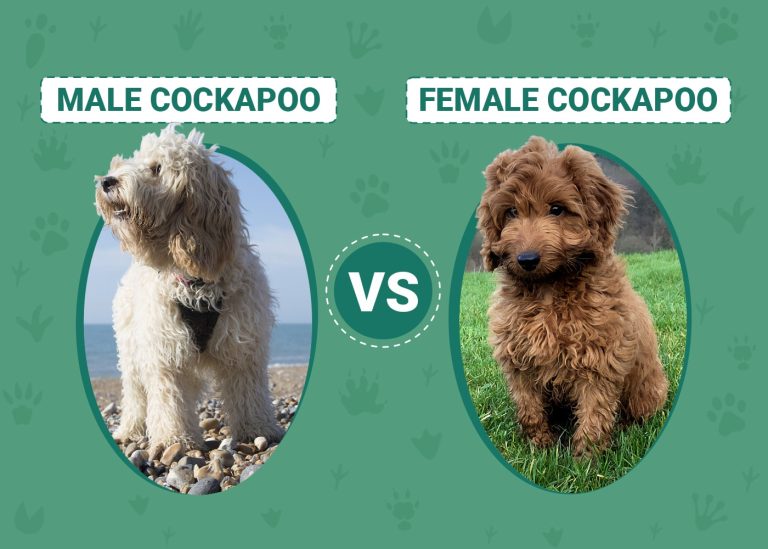 Male vs. Female Cockapoo: The Differences (With Pictures) – Dogster