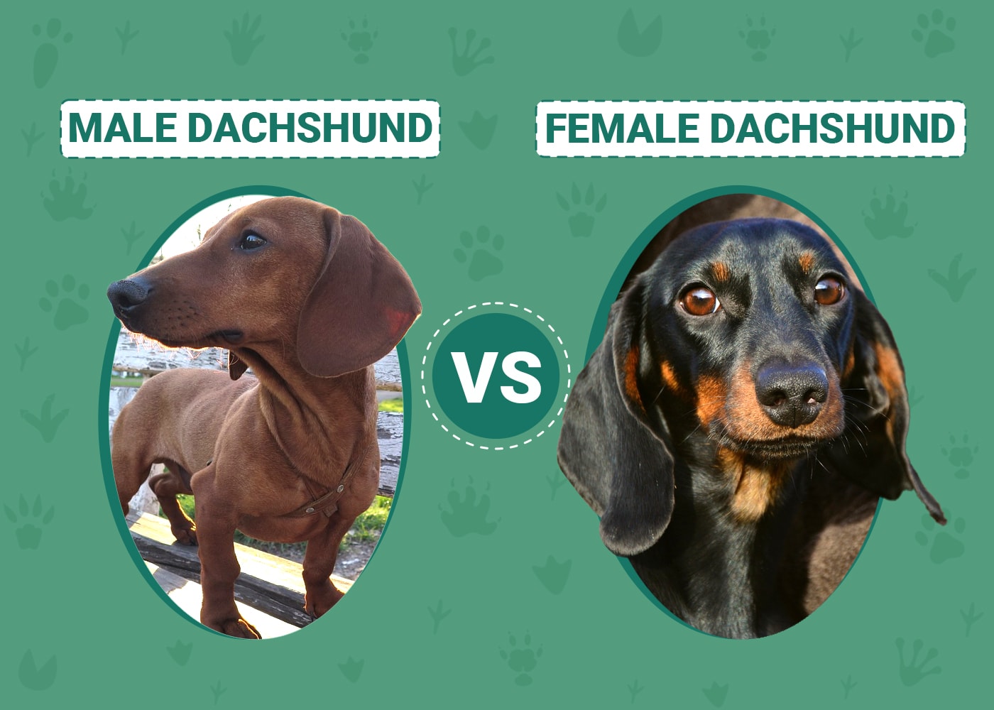 Male vs Female Dachshund: The Differences (With Pictures) – Dogster
