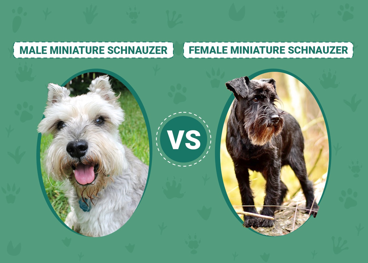 Male vs Female Miniature Schnauzer: The Difference (With Pictures ...