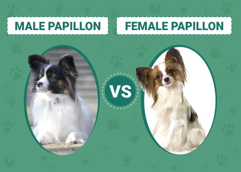 Male vs Female Papillon: What’s the Difference (With Pictures) – Dogster