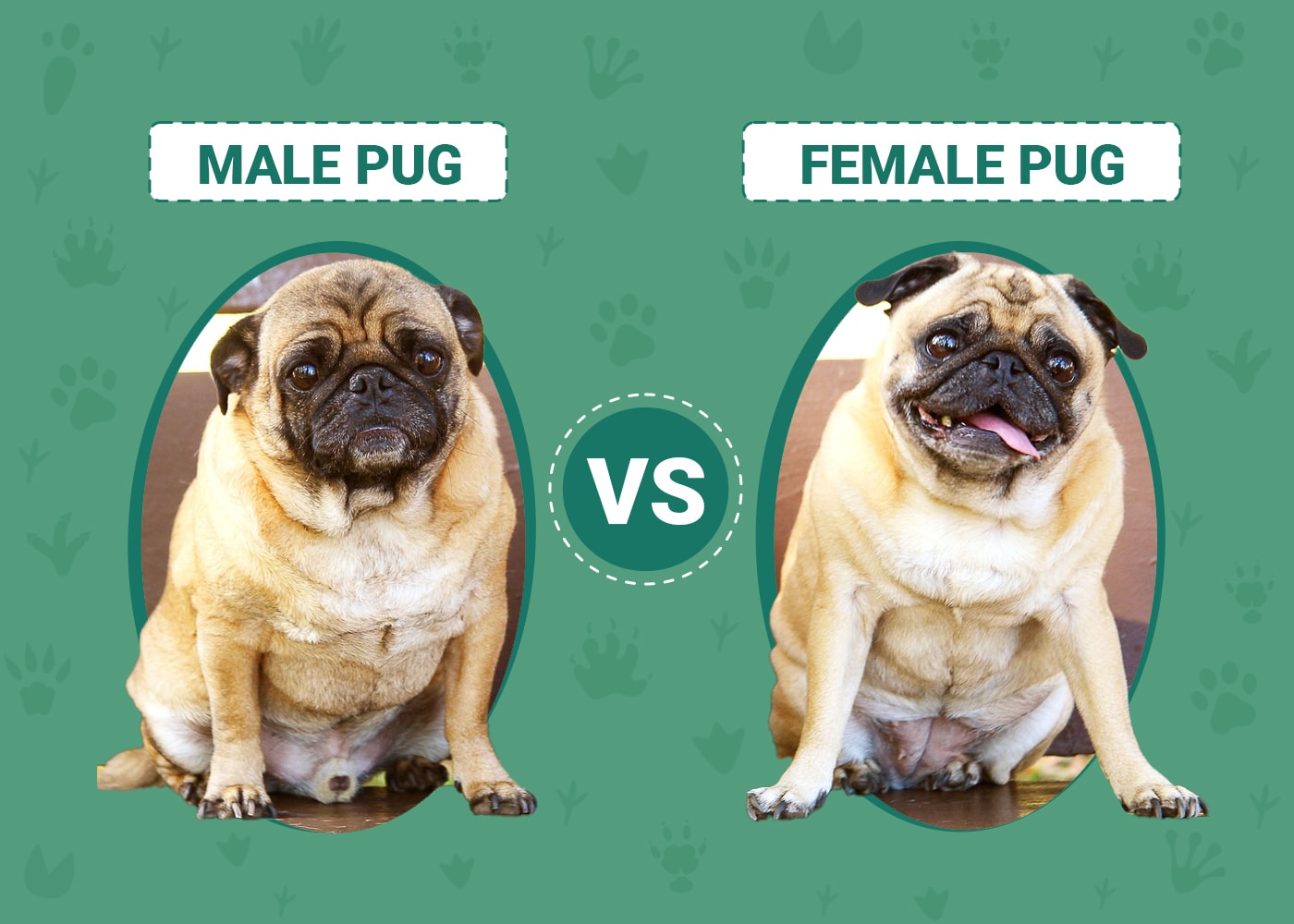 Male vs Female Pug: The Key Differences (With Pictures) – Dogster