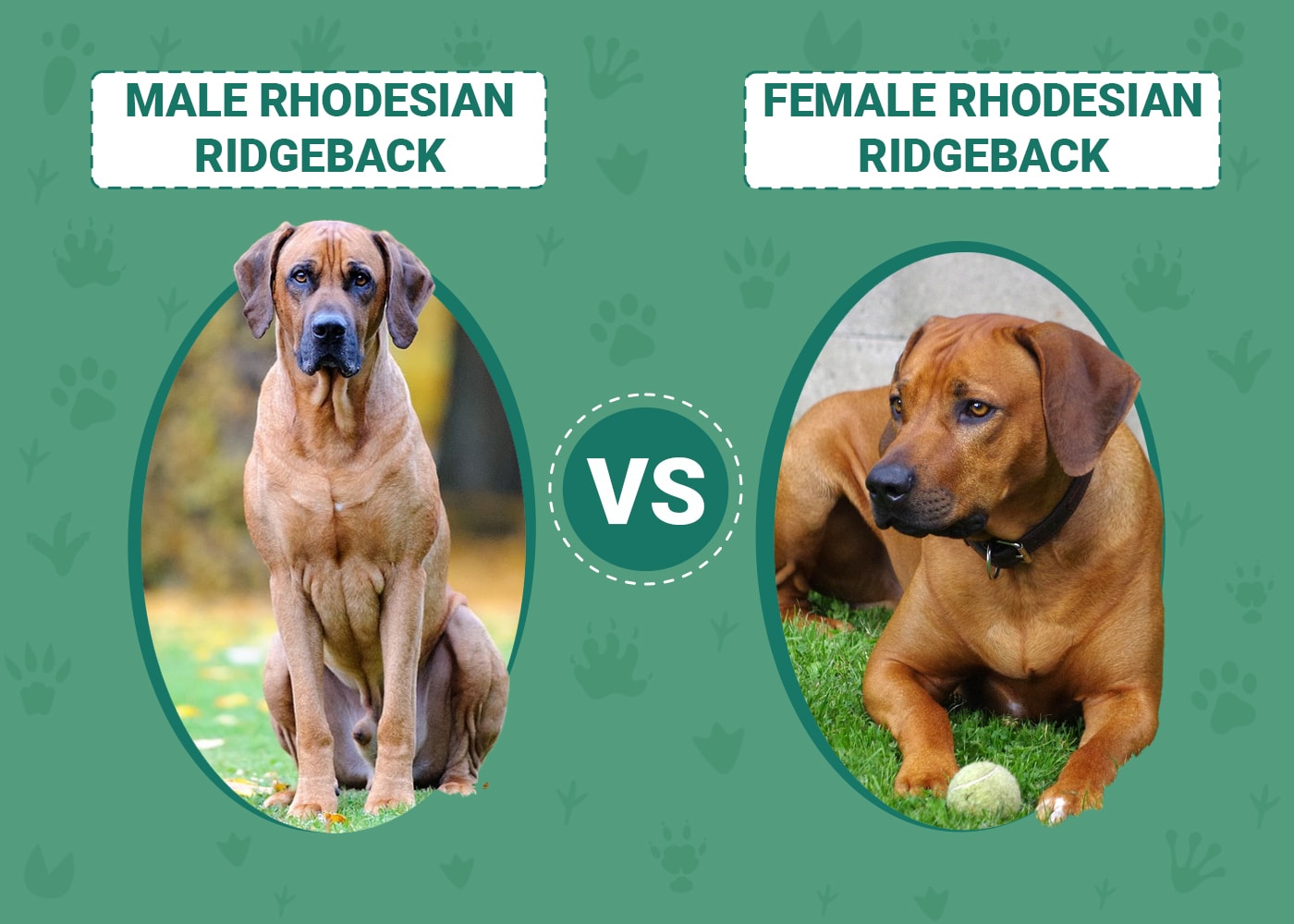Male vs Female Rhodesian Ridgeback: What’s The Difference (With ...