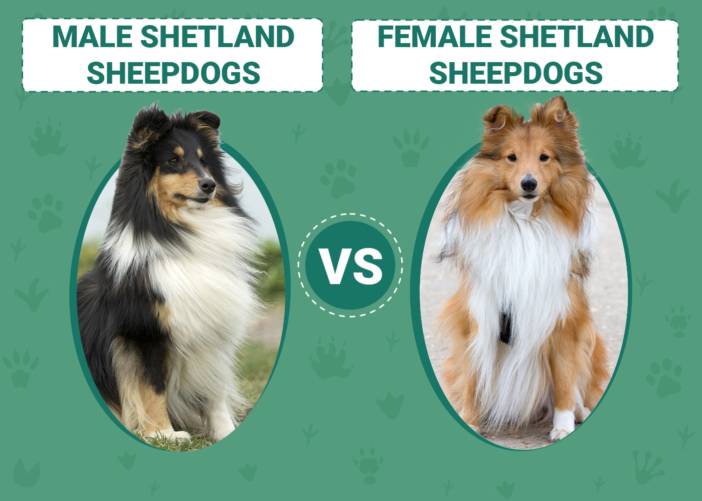 Male vs Female Shetland Sheepdogs (Shelties): The Differences ...