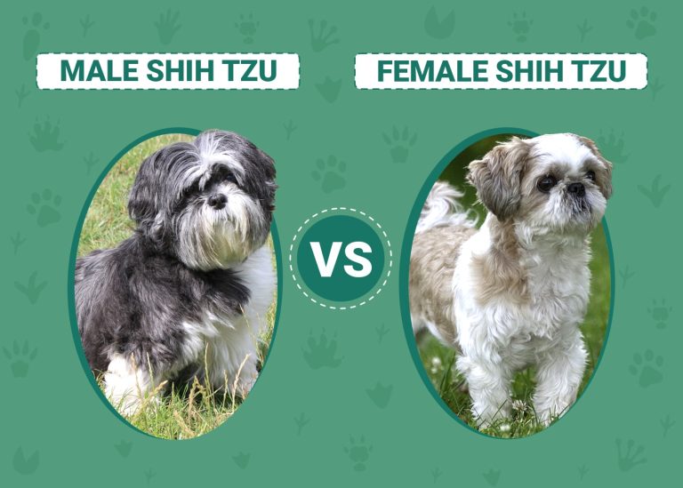 Male vs Female Shih Tzus: What’s the Difference (With Pictures) – Dogster