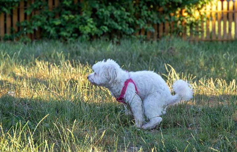 How to Potty Train a Maltese: 10 Vet-Approved Tips & Tricks – Dogster