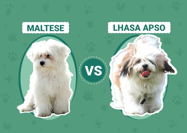 Maltese vs. Lhasa Apso: The Differences (With Pictures) – Dogster