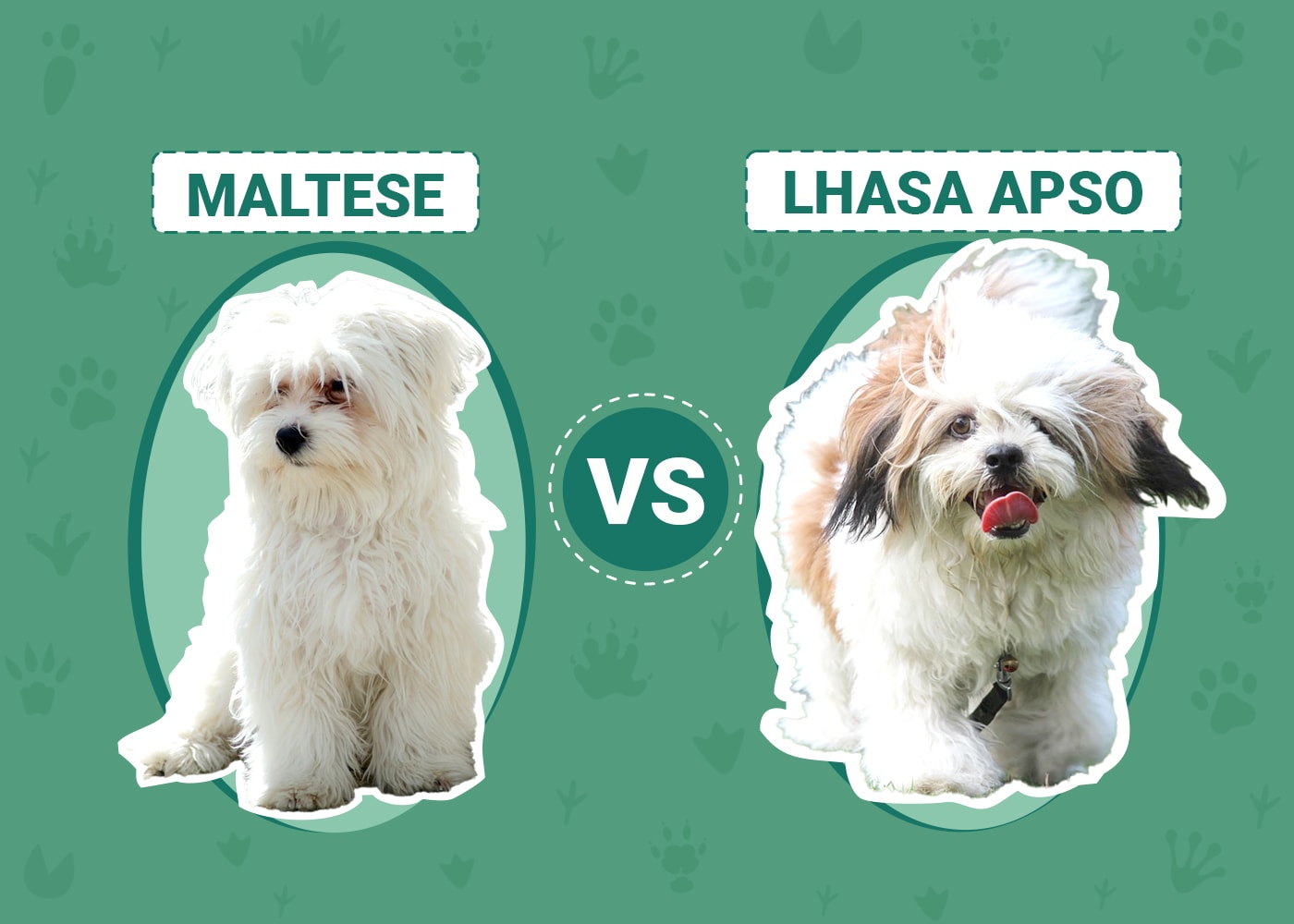 Maltese vs. Lhasa Apso: The Differences (With Pictures) – Dogster