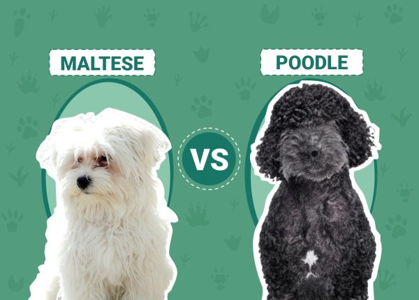 Maltese vs Poodle: The Differences (With Pictures) – Dogster