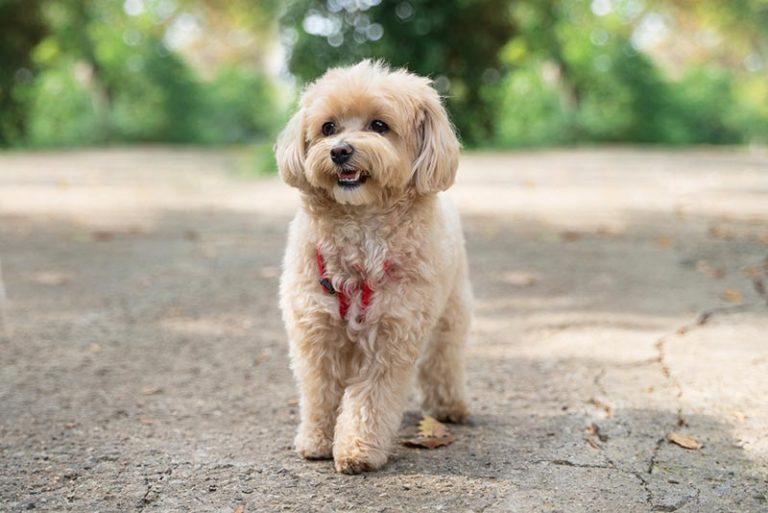 10 Common Maltipoo Colors (With Info & Pictures) – Dogster