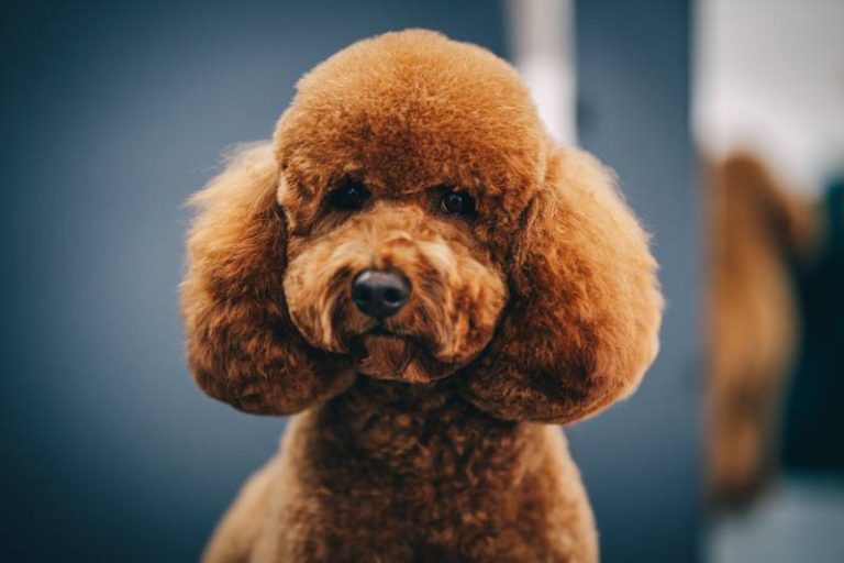 15 Teddy Bear Dog Breeds: Info, Pictures & History – Dogster