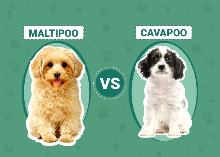 Maltipoo vs. Cavapoo: What’s the Difference? (With Pictures) – Dogster
