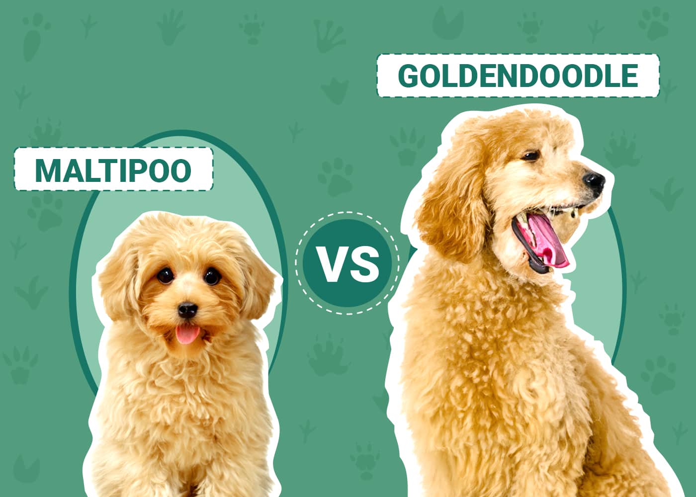 Maltipoo vs Goldendoodle: The Differences (With Pictures) – Dogster