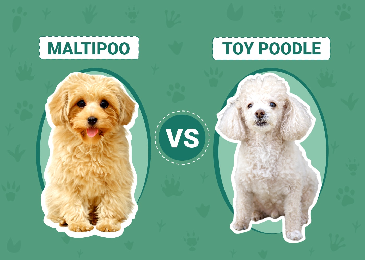 Maltipoo vs Toy Poodle: The Differences (With Pictures) – Dogster