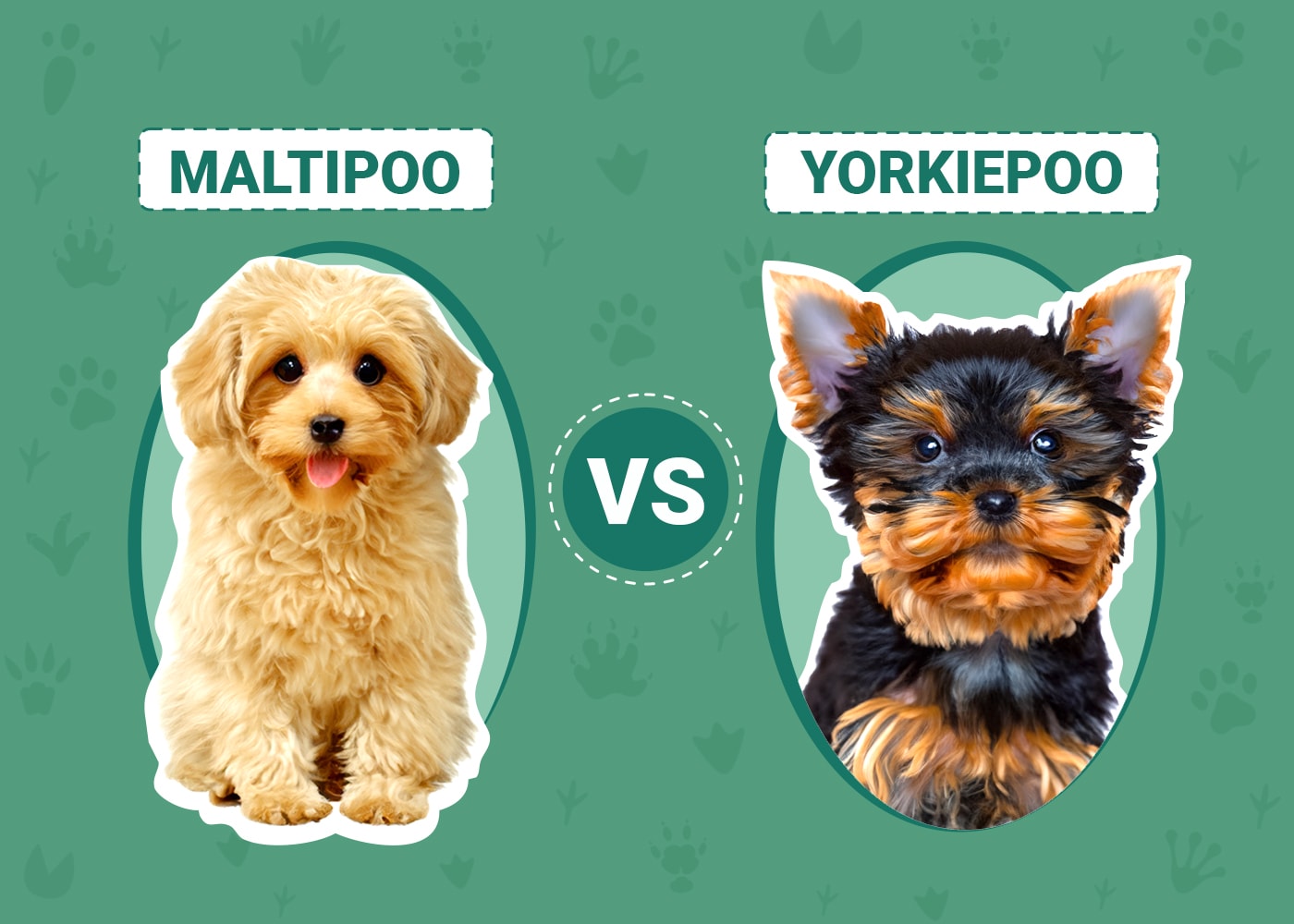 Maltipoo vs Yorkiepoo: The Differences (With Pictures) – Dogster