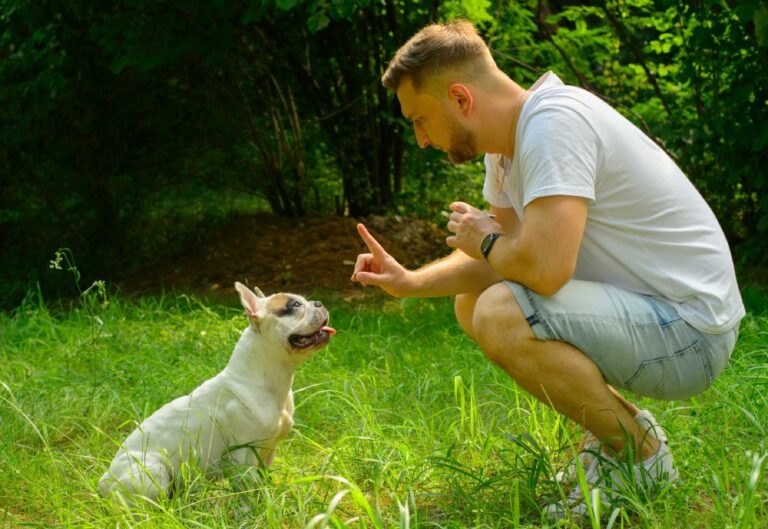 How to Teach a Dog to Lie Down: Step-by-Step Guide – Dogster