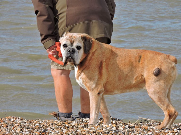 There Are Lumps & Bumps on My Dog’s Skin (Vet Answer): When to Worry ...