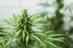 Can Dogs Get High? Vet-Approved Marijuana Toxicity Facts & FAQ – Dogster