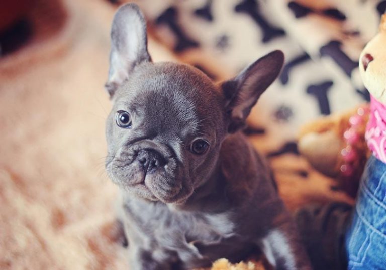 Micro (Teacup) French Bulldog: Info, Pictures, Origin & History – Dogster
