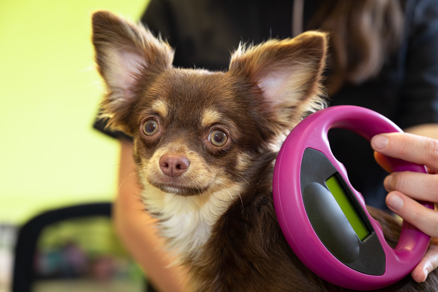 Complete Dog Sitting Checklist: 21 Items & Instructions (Vet Approved ...