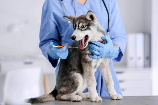 Average Cost to Microchip a Cat or Dog in Australia: 2026 Pricing Guide ...