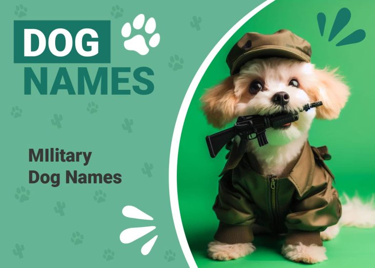 124 Military Dog Names: Popular Choices for Tough Canines – Dogster
