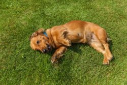 Miniature Cocker Spaniel: Info, Pictures, Temperament & More – Dogster