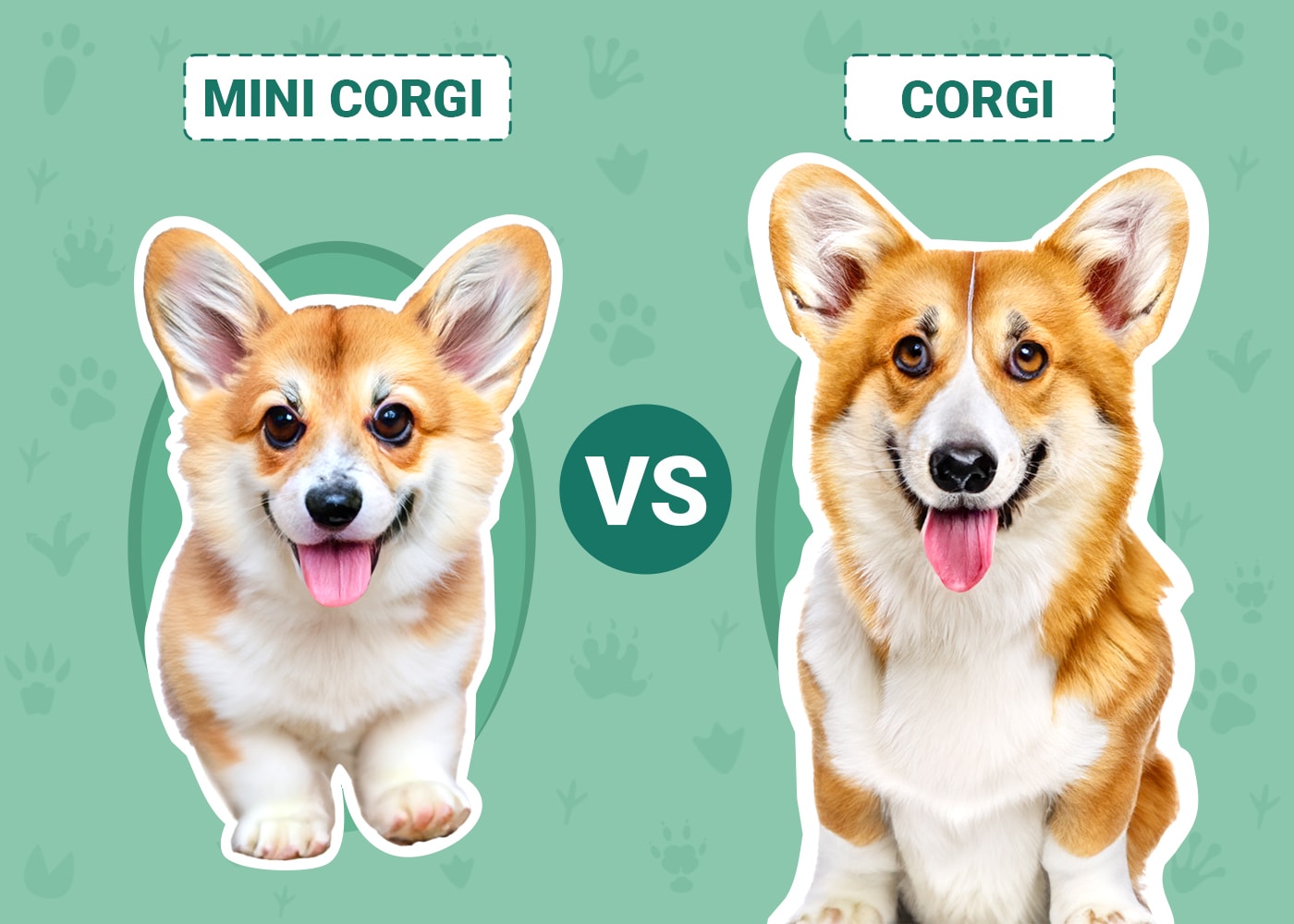 Mini Corgi vs. Corgi: Thorough Breed Comparison – Dogster