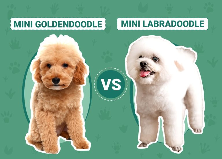Mini Goldendoodle vs Mini Labradoodle: Differences Explained (With ...