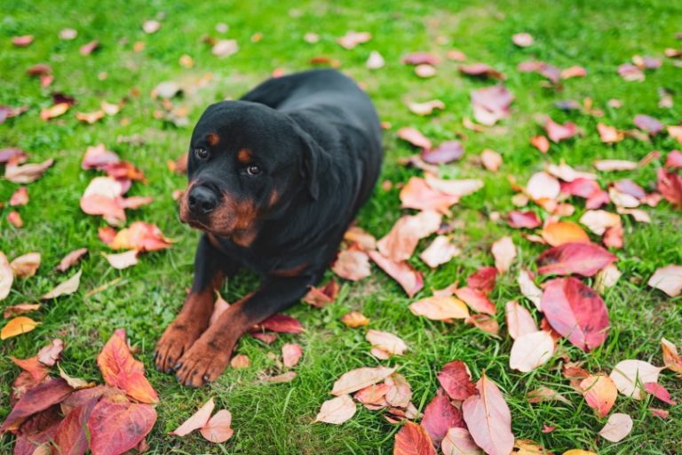 Miniature Rottweiler Dog Breed: Info, Pictures, Care Guide & More – Dogster