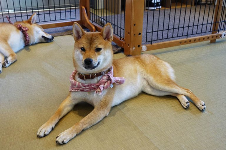 Mini (Mame) Shiba Inu: Info, Pictures, Care & More – Dogster