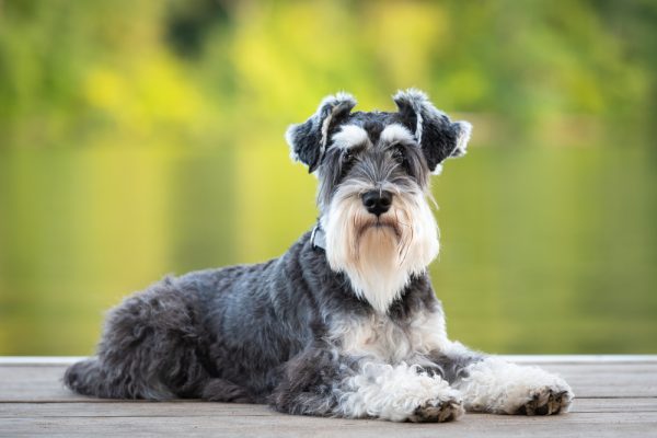 Miniature Schnauzer Dog Breed: Info, Pictures, Traits & More – Dogster