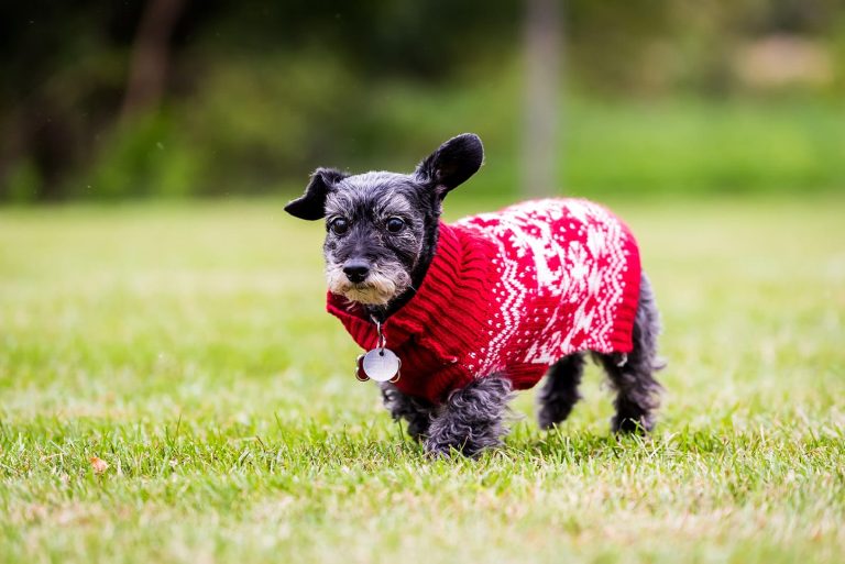 Miniature Schnoxie Dog Breed: Info, Pictures, Care & More – Dogster