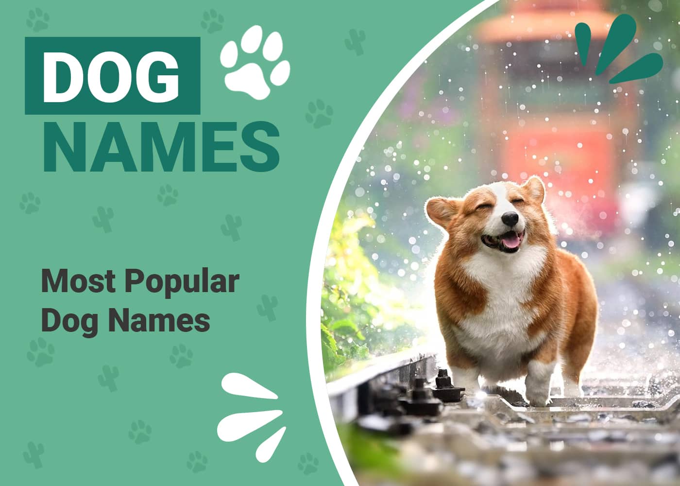 100+ Most Popular Dog Names of 2025 According to the Top Pet Companies ...