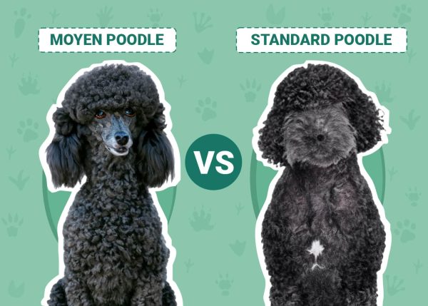 Moyen vs Standard Poodle: The Differences (With Pictures) – Dogster