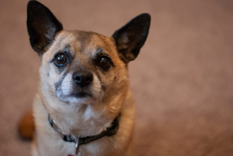 Muggin (Miniature Pinscher & Pug Mix): Info, Pictures & Care – Dogster
