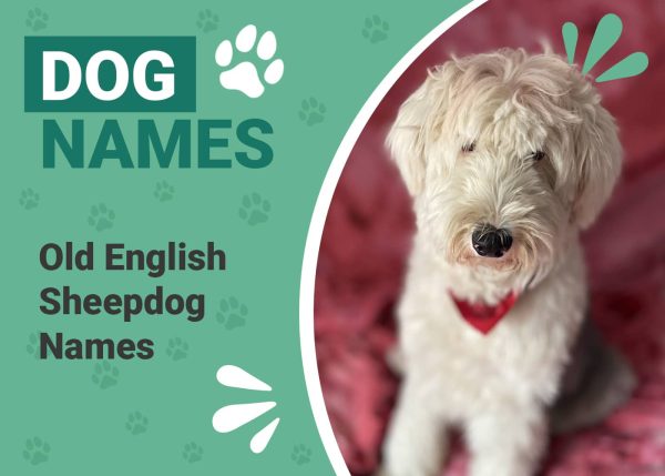 250 Popular & Unique Old English Sheepdog Names – Dogster