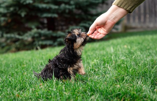 Why Does My Dog Put Their Paw on Me? 10 Common Reasons – Dogster