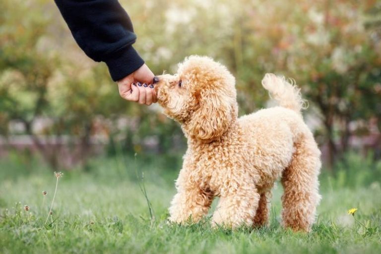10 Best Dog Foods for Toy Breeds in 2026 - Reviews & Top Picks – Dogster