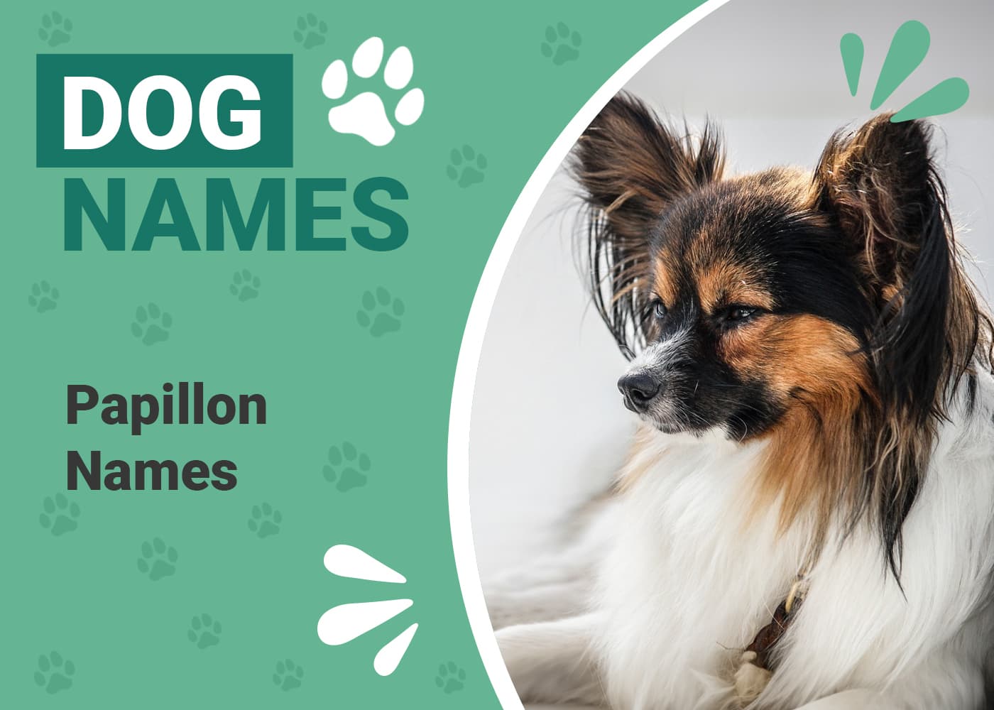 187 Popular & Unique Papillon Names for Your Parisian Pup – Dogster