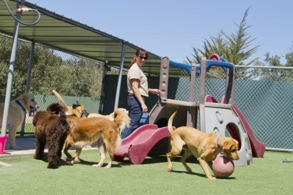 How Much Does Dog Boarding Cost? 2026 Price Guide – Dogster