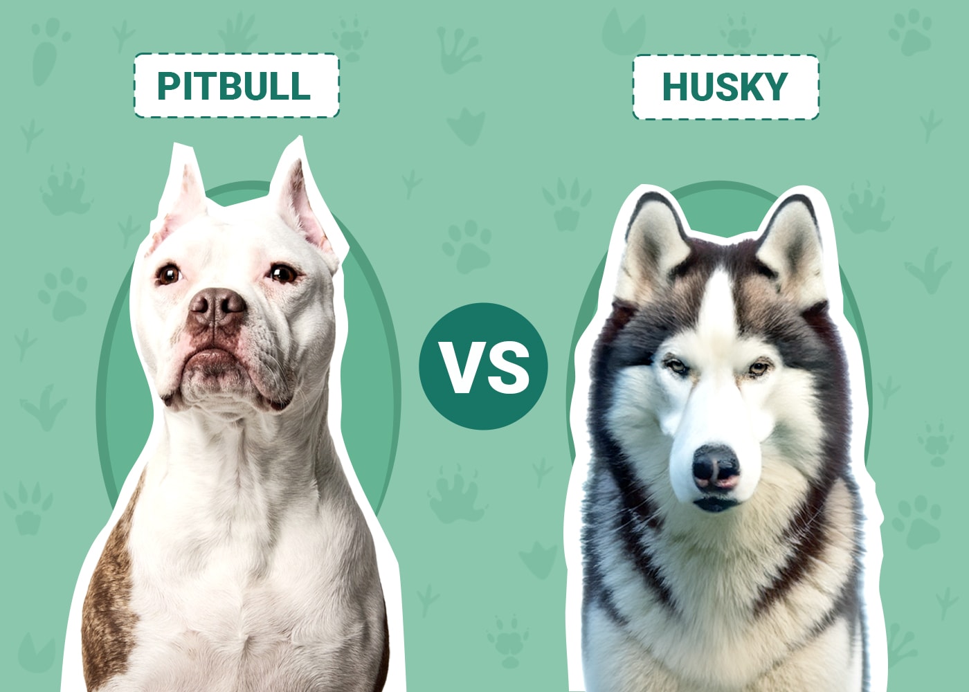 Pitbull vs. Husky: Notable Differences (With Pictures) – Dogster