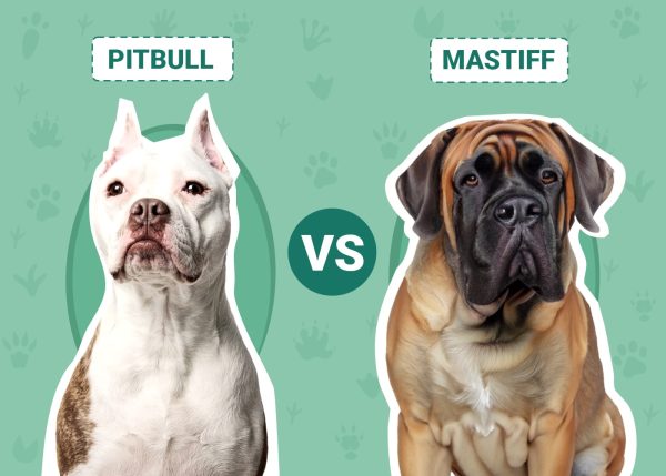 Pitbull vs Mastiff: The Key Differences (With Pictures) – Dogster