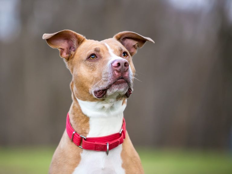 What Does a Red Collar on a Dog Mean? Vet-Verified Color Meanings & FAQ ...