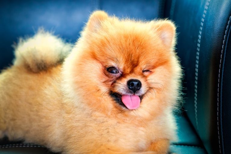 Why Does My Dog Wink At Me? 4 Vet Reviewed Reasons & Tips – Dogster