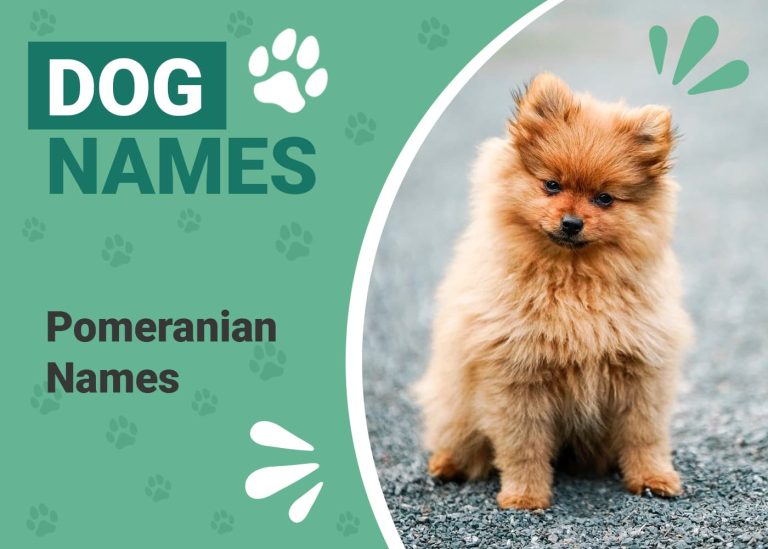 330 Popular and Unique Pomeranian Names – Dogster